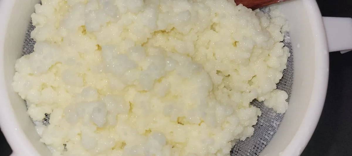 Cuidados para tus búlgaros de leche: todo lo esencial