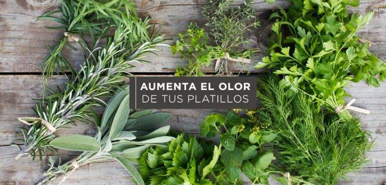 Descubre 10 hierbas de olor y sus usos: ¿Cuáles son?
